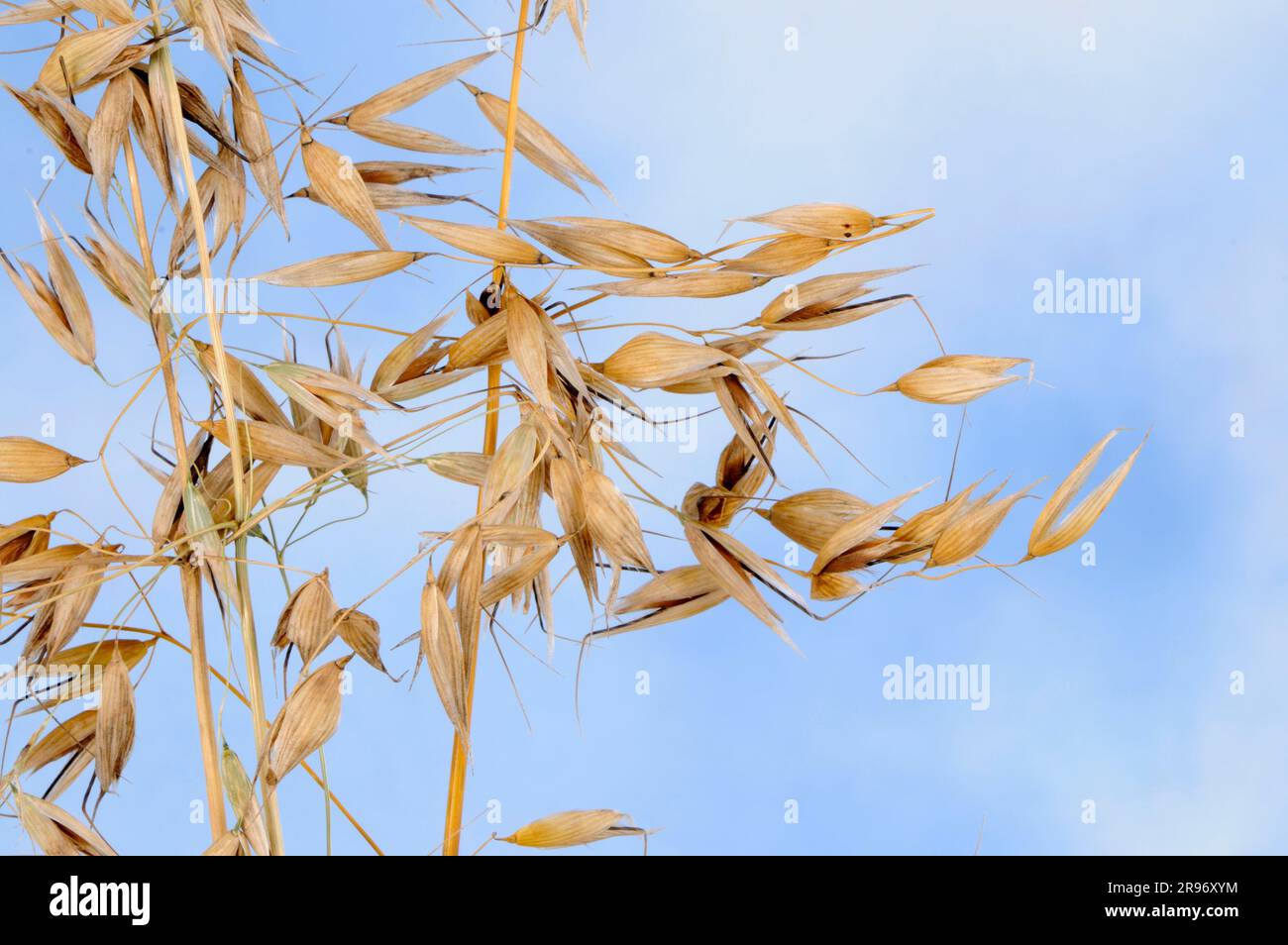 Avena selvatica avena fatua immagini e fotografie stock ad alta ...