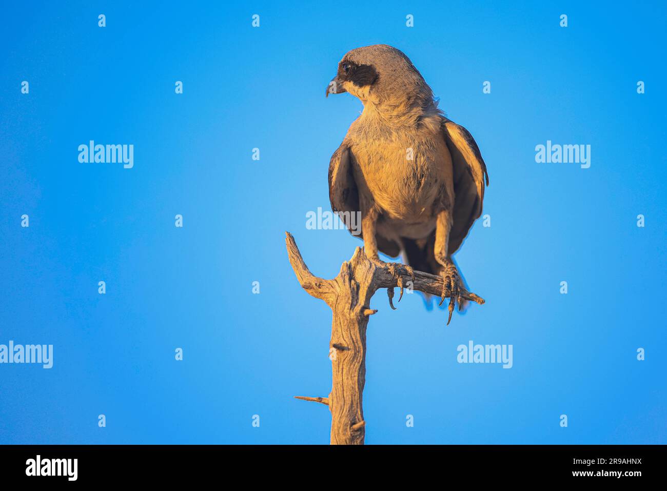 Chonte o Senzontle (Turdus grayi) visto nel Parco Metropolitano ad ...