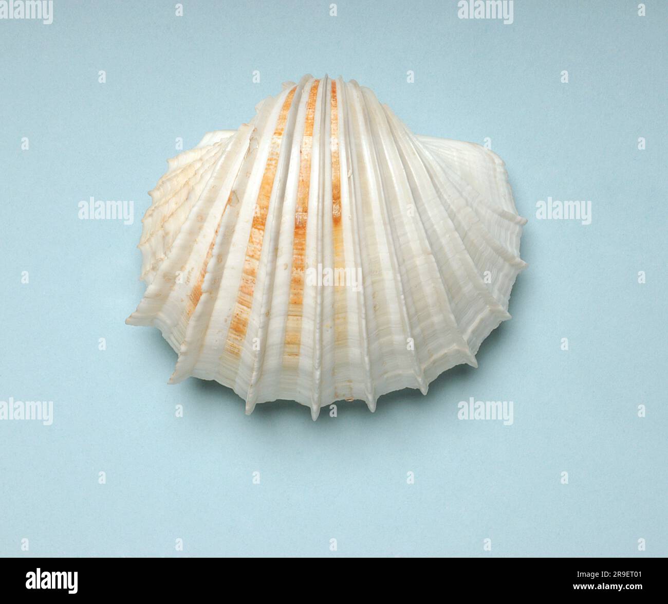 Conchiglie orizzontali di roberto nistri immagini e fotografie stock ad ...