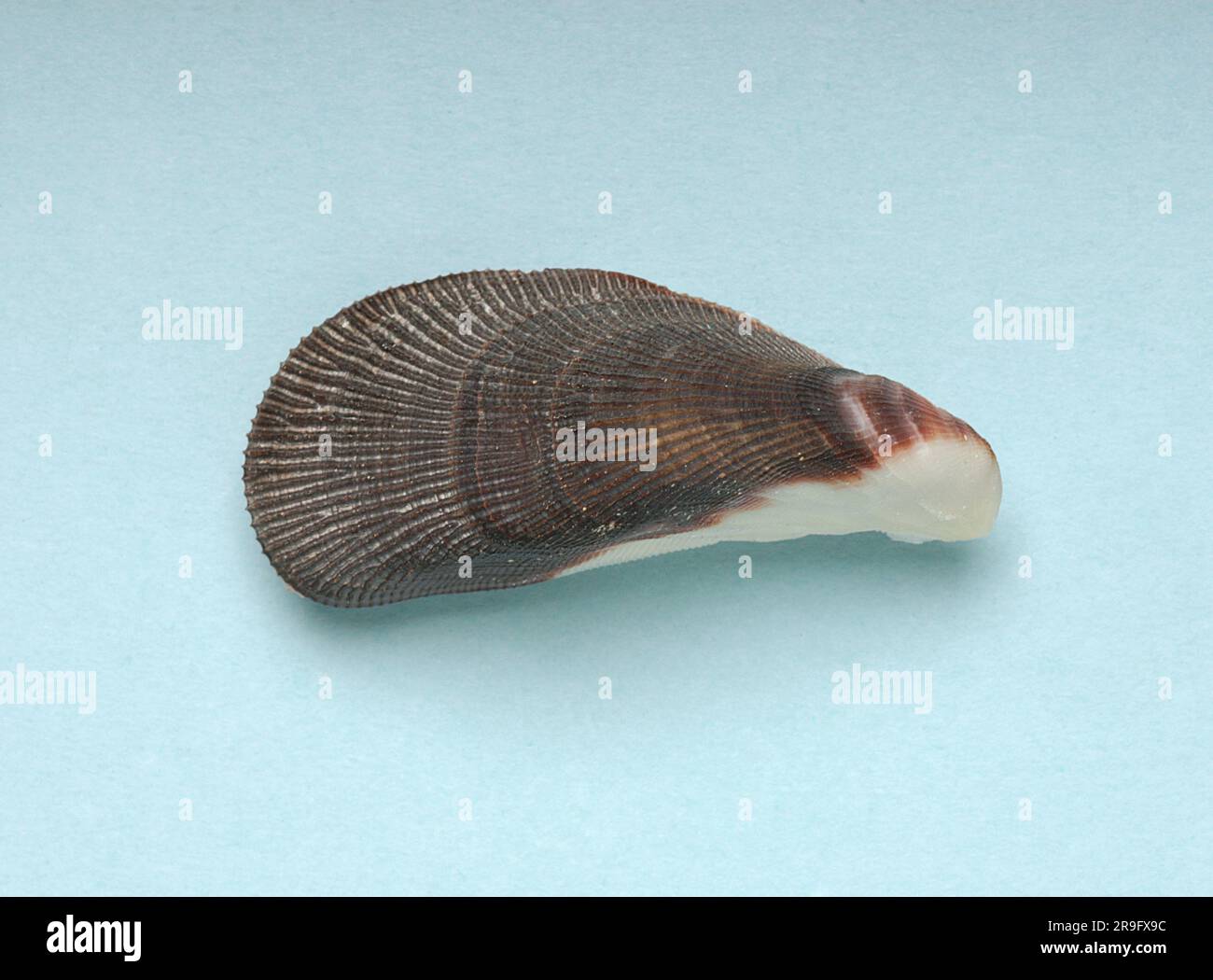 Perna viridis immagini e fotografie stock ad alta risoluzione - Alamy