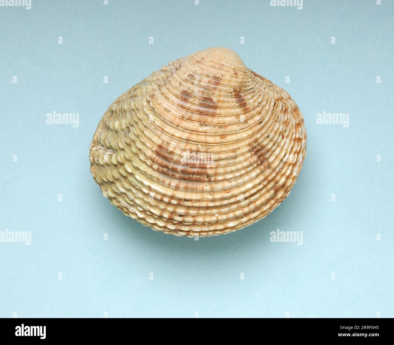 Venus verrucosa immagini e fotografie stock ad alta risoluzione - Alamy