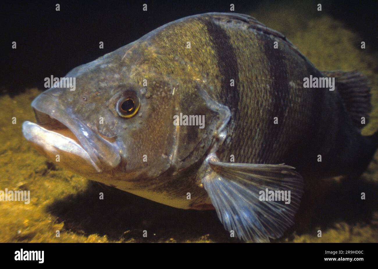 Flussbarsch perca fluviatilis barsch immagini e fotografie stock ad ...