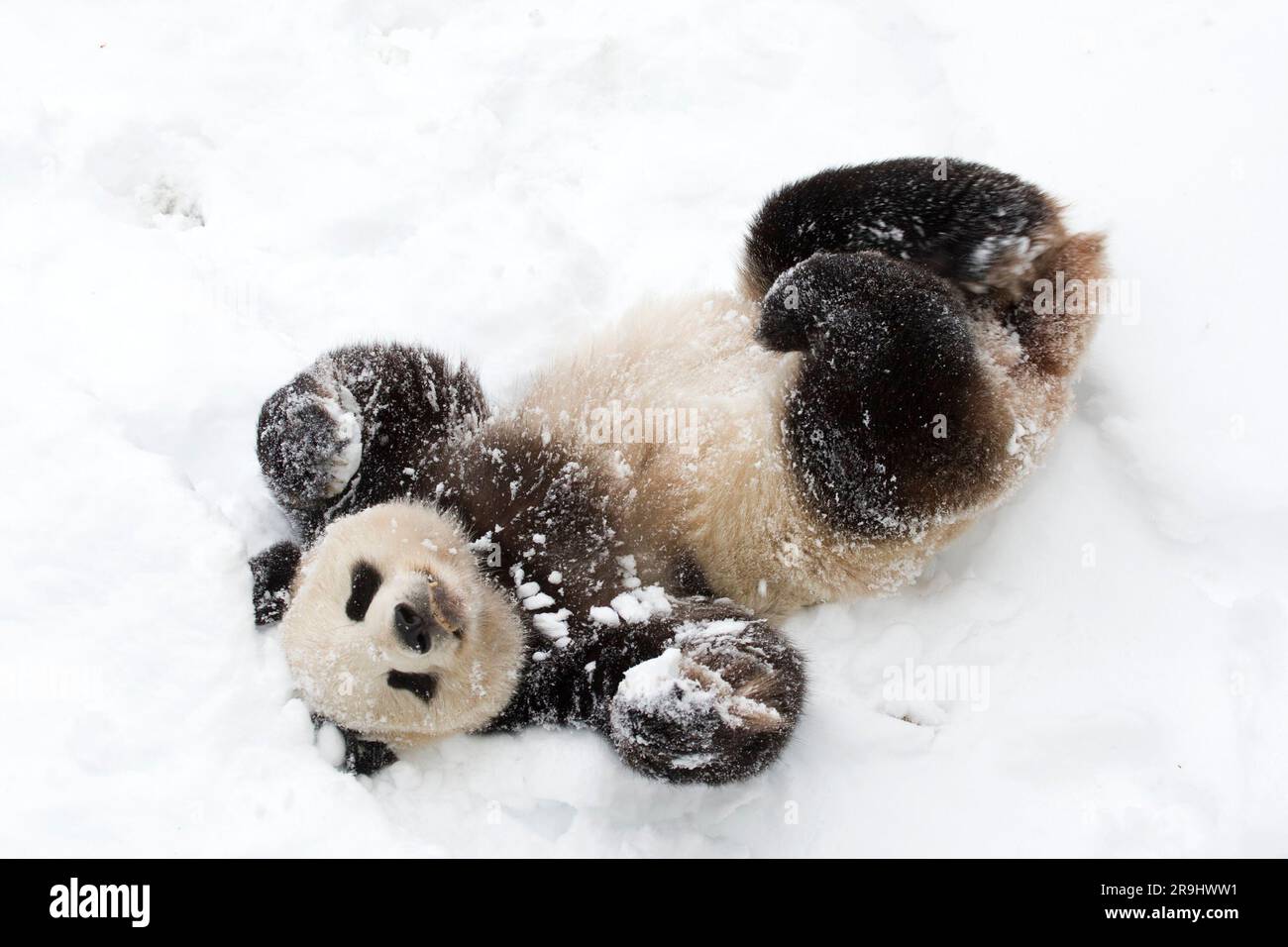 Panda gigante maschio immagini e fotografie stock ad alta risoluzione ...