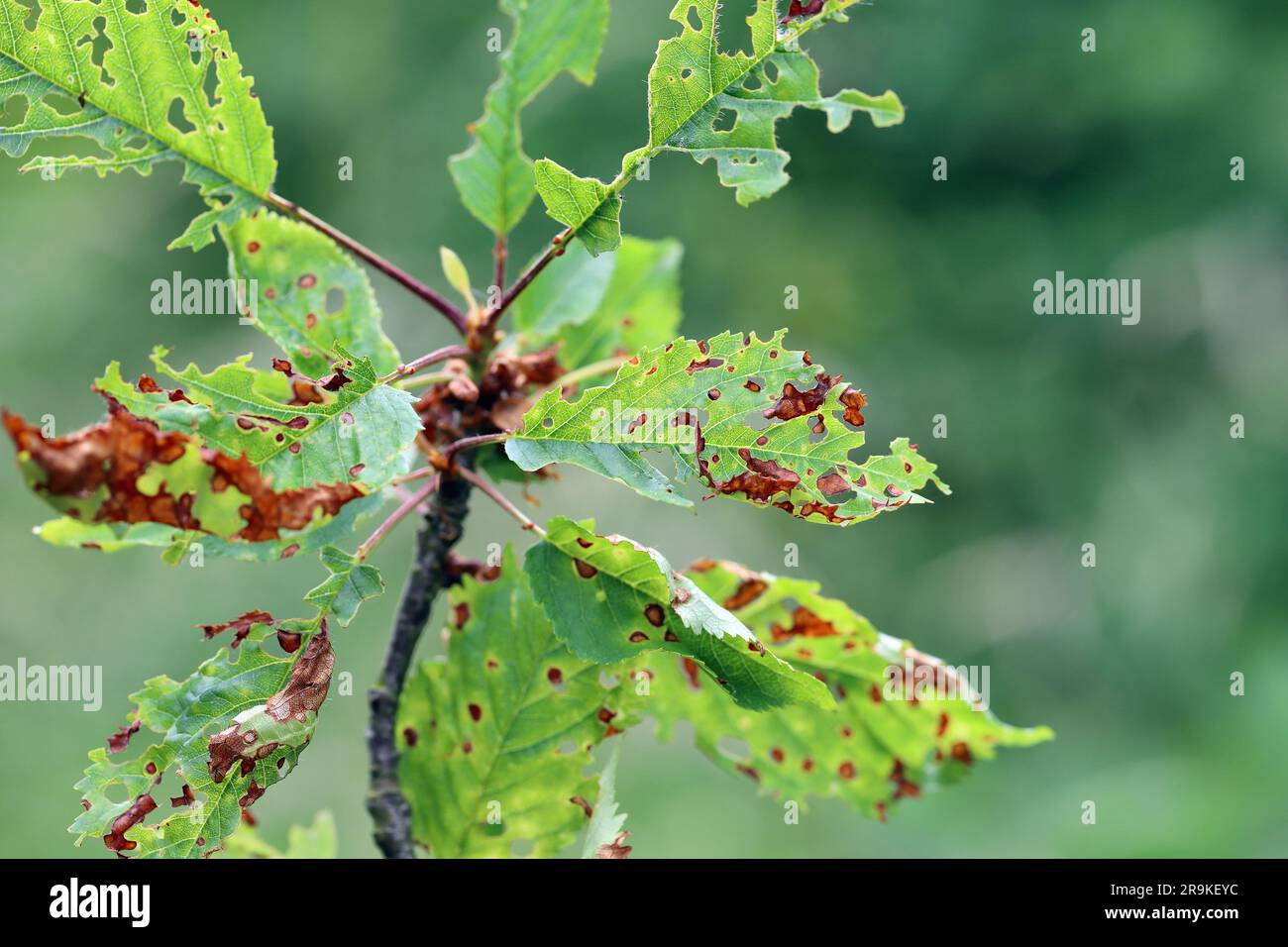 Sintomi della malattia di Shot Hole nei frutti di pietra (Prunus spp ...