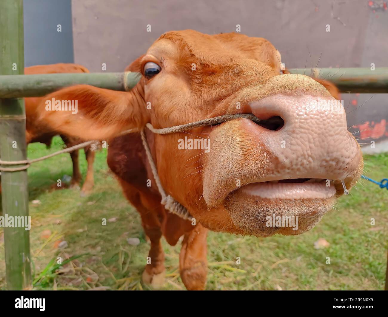 Pelliccia ind immagini e fotografie stock ad alta risoluzione - Alamy