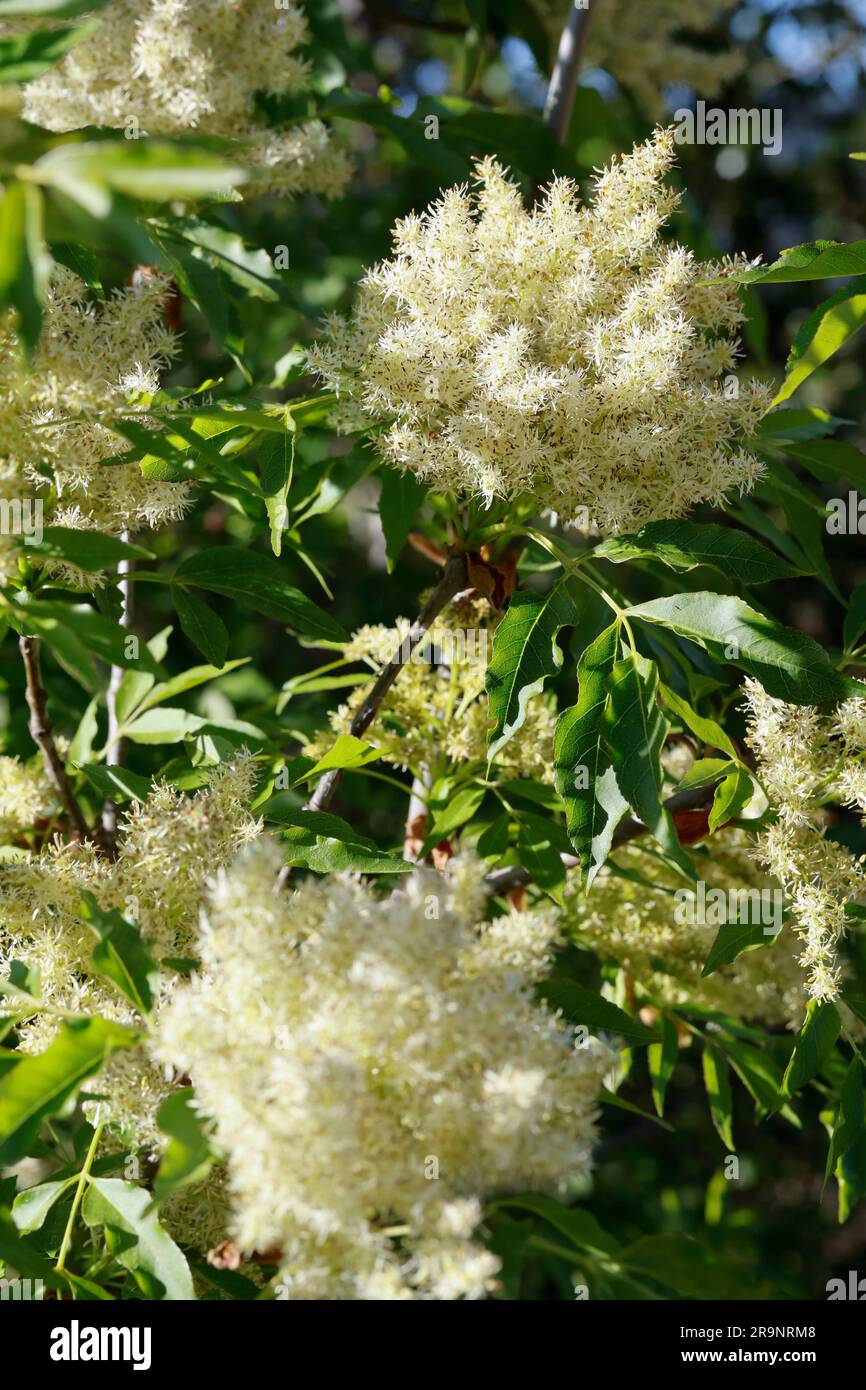 Frassino fiorito fraxinus ornus immagini e fotografie stock ad alta ...