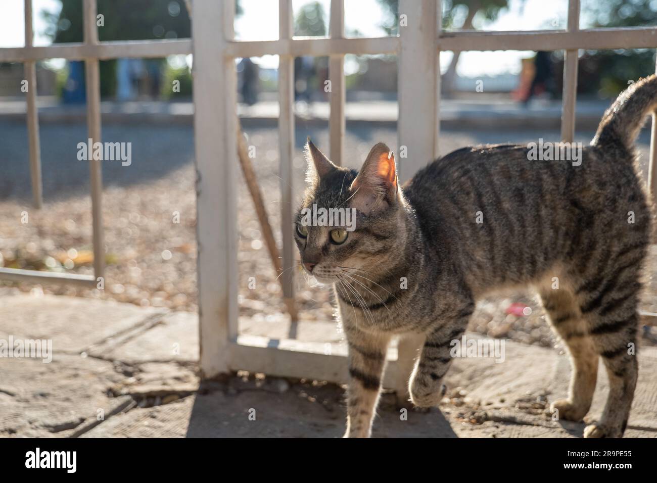 Randagio africano immagini e fotografie stock ad alta risoluzione - Alamy