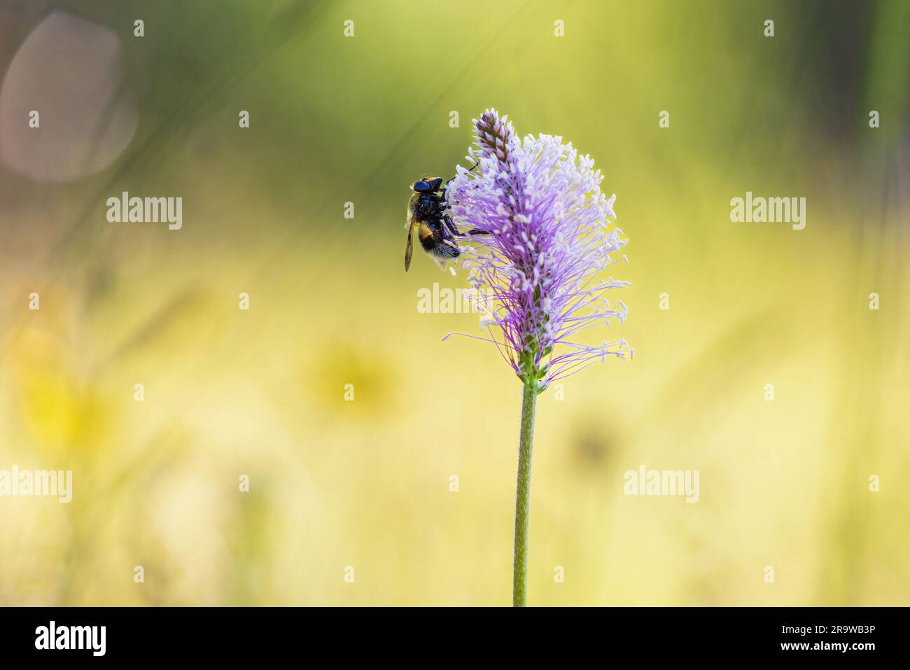 Pianta da fiore impollinata da insetti immagini e fotografie stock ad ...