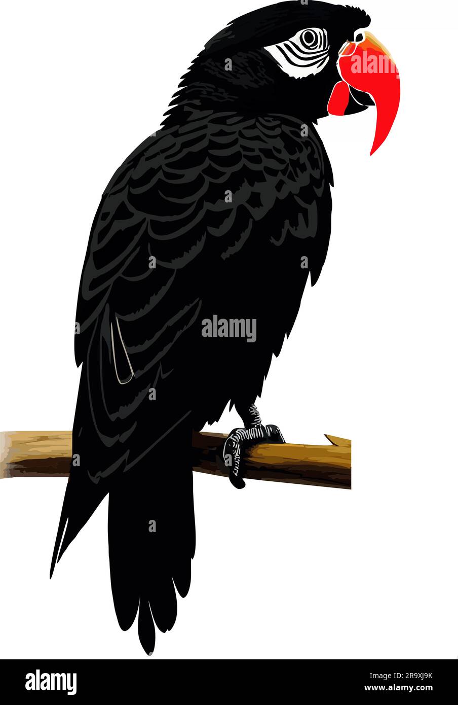 Disegno del pappagallo immagini e fotografie stock ad alta risoluzione ...