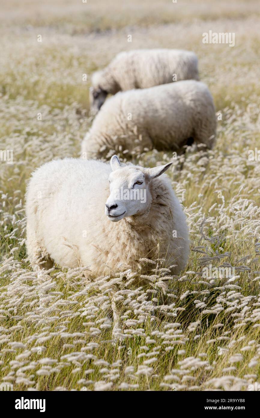 Agricoltura della gotland immagini e fotografie stock ad alta ...