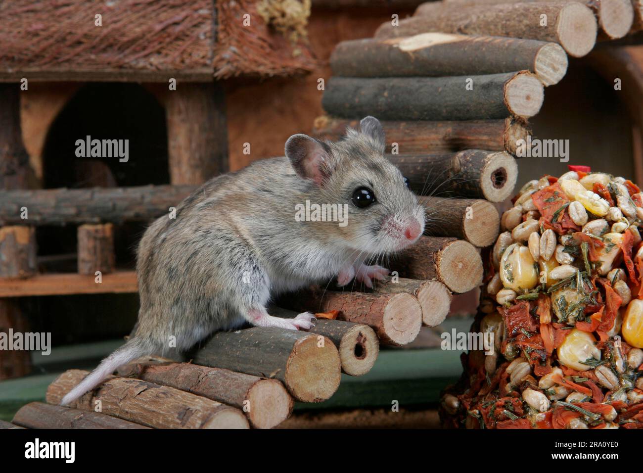 Cricetulus barabensis immagini e fotografie stock ad alta risoluzione ...