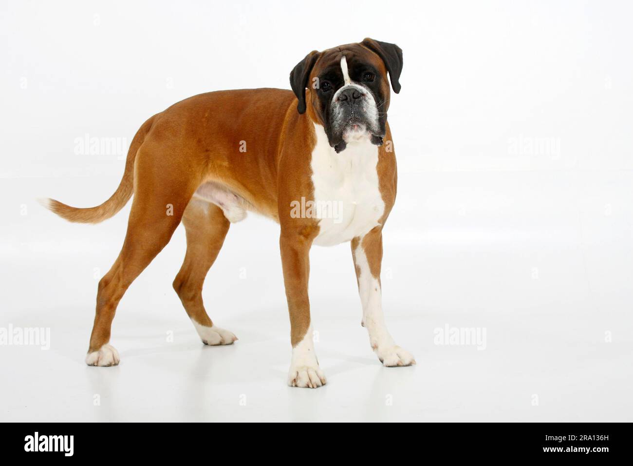Cane boxer adulto immagini e fotografie stock ad alta risoluzione - Alamy