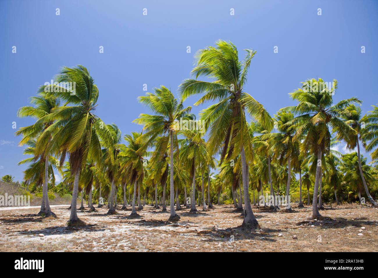 Palma da cocco (palme da cocco nucifera), Isola Bikini, atollo Bikini ...