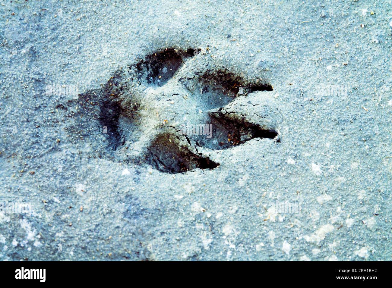 Volpe rossa vulpes vulpes in palude immagini e fotografie stock ad alta ...