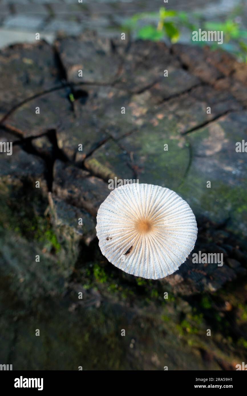 Micologia in india immagini e fotografie stock ad alta risoluzione - Alamy