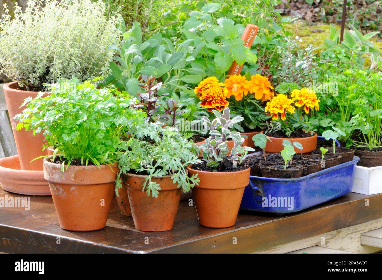 Piante erbacee immagini e fotografie stock ad alta risoluzione - Alamy