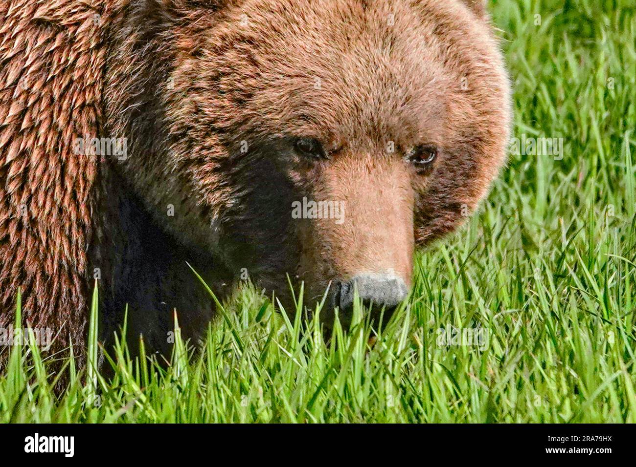 Un orso bruno adulto dell'Alaska si insinua su erba di siepe presso il ...