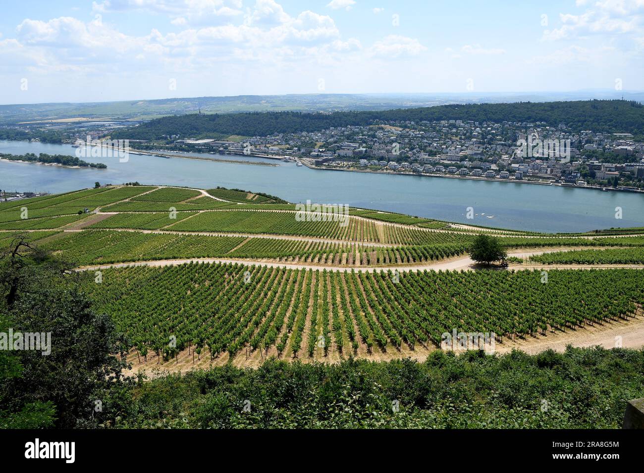 16 giugno 2023/ Rûdesheim-Assia- Germania, vista sui campi di uva che ...
