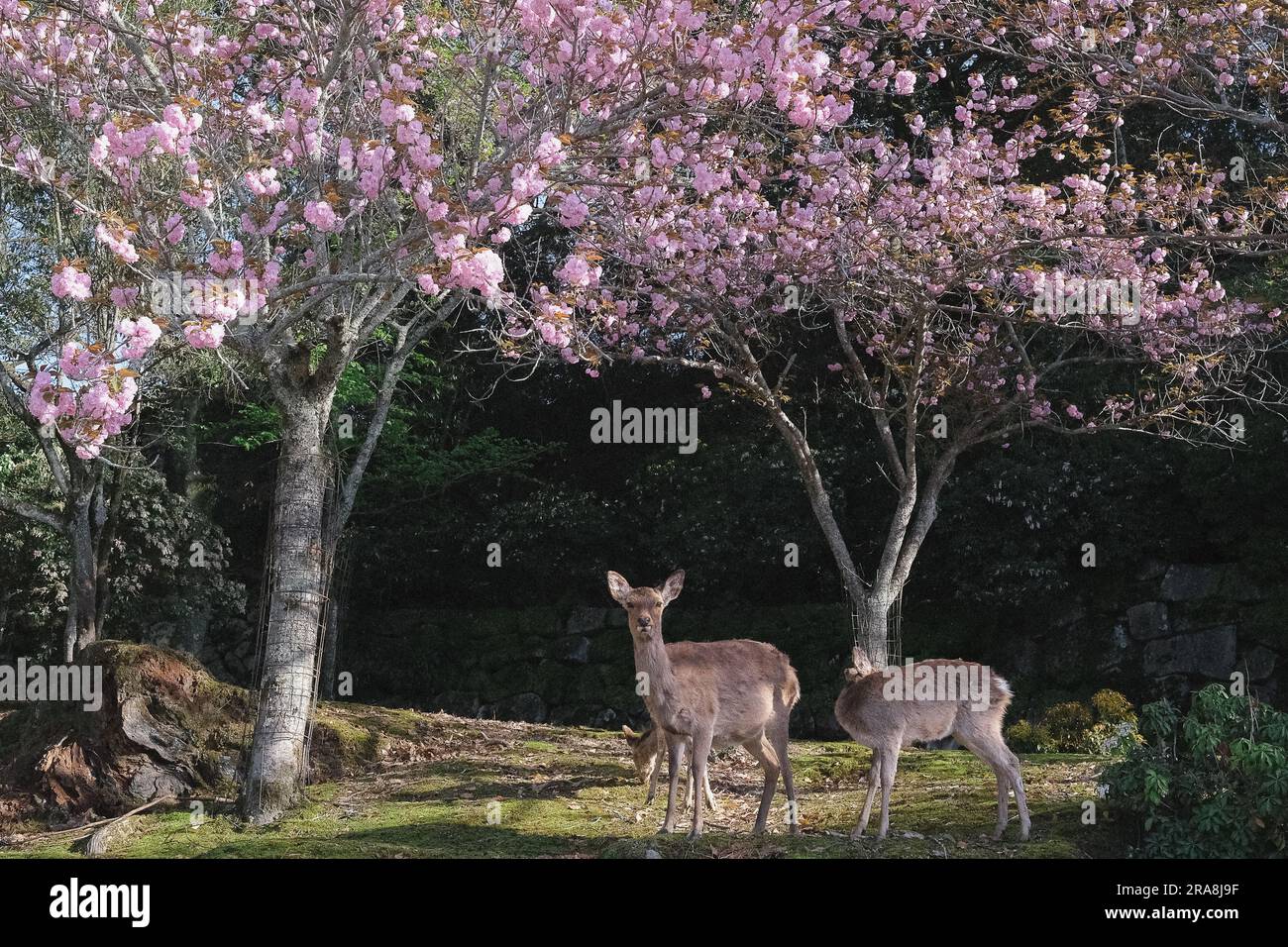 Cervo sacro miyajima giappone immagini e fotografie stock ad alta ...