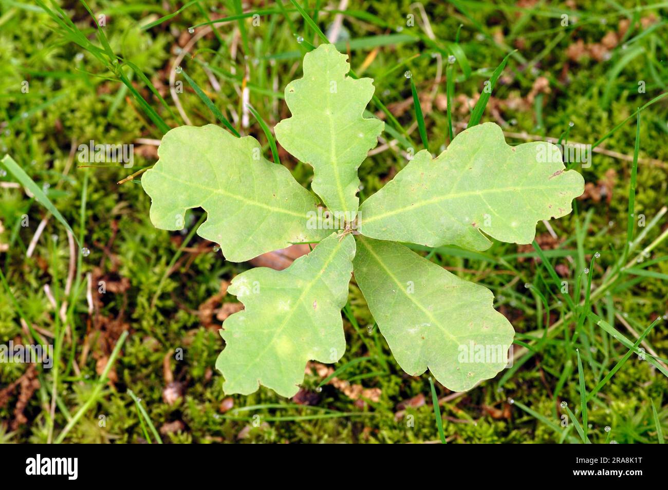 Quercus rubra nordico quercia rossa a primavera immagini e fotografie ...