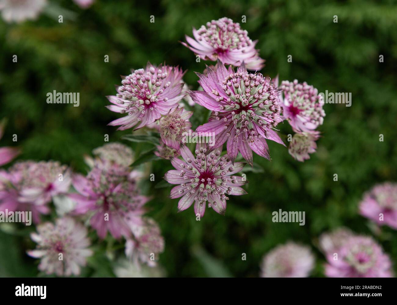 Astrantia major roma immagini e fotografie stock ad alta risoluzione ...