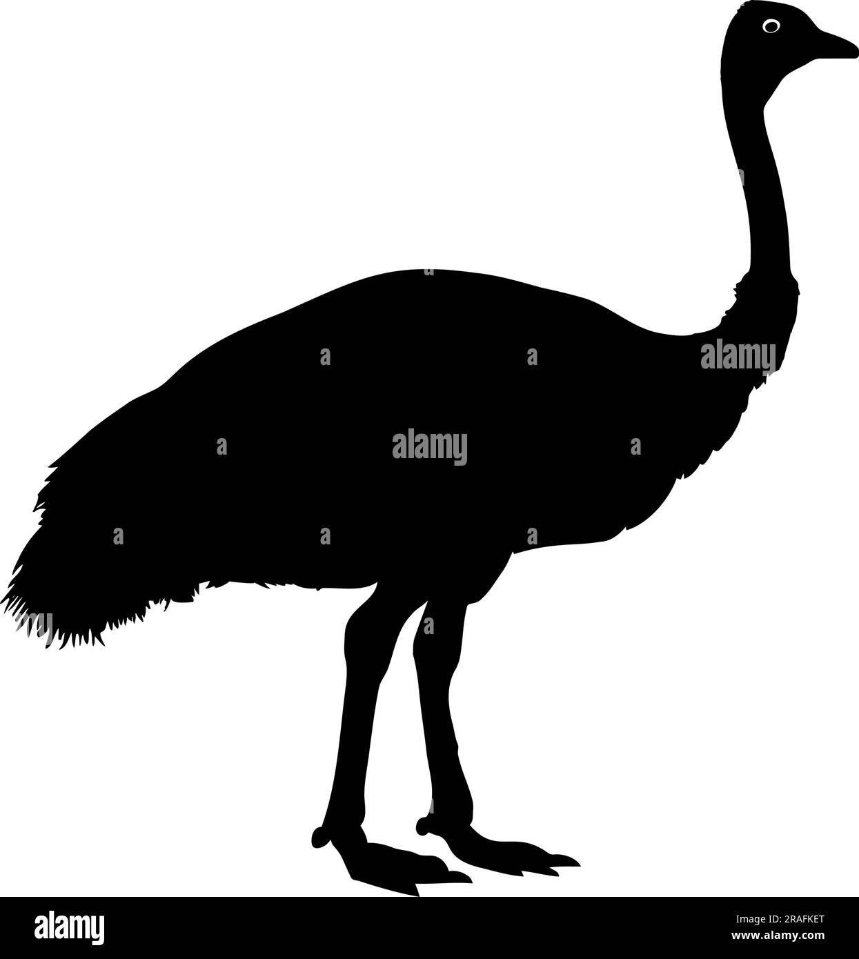 Sagoma di struzzo Immagini Vettoriali Stock - Alamy