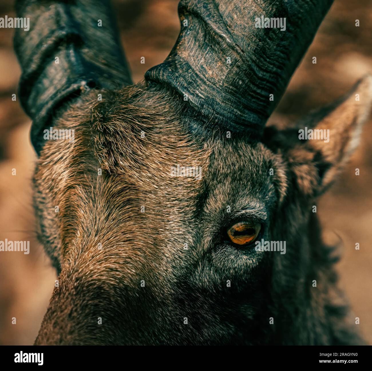 Occhio di capra da vicino immagini e fotografie stock ad alta ...