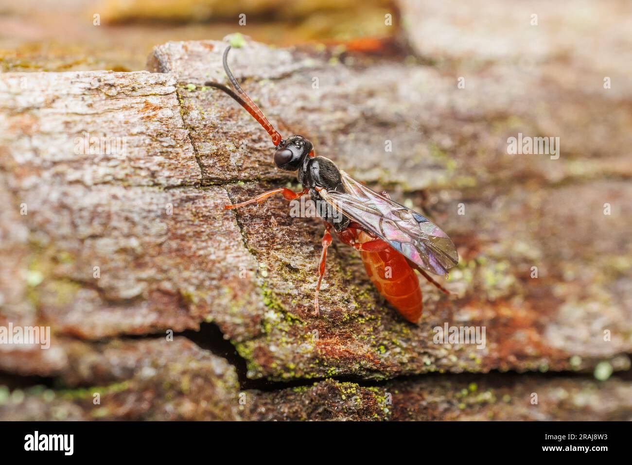 Vespa ichneumonidae immagini e fotografie stock ad alta risoluzione - Alamy