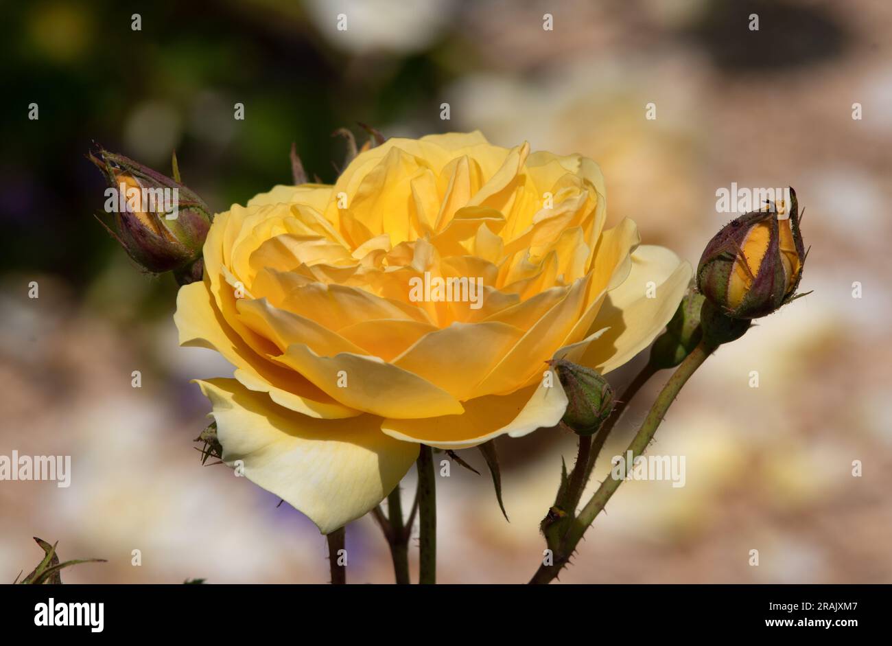 Graham thomas rose immagini e fotografie stock ad alta risoluzione - Alamy