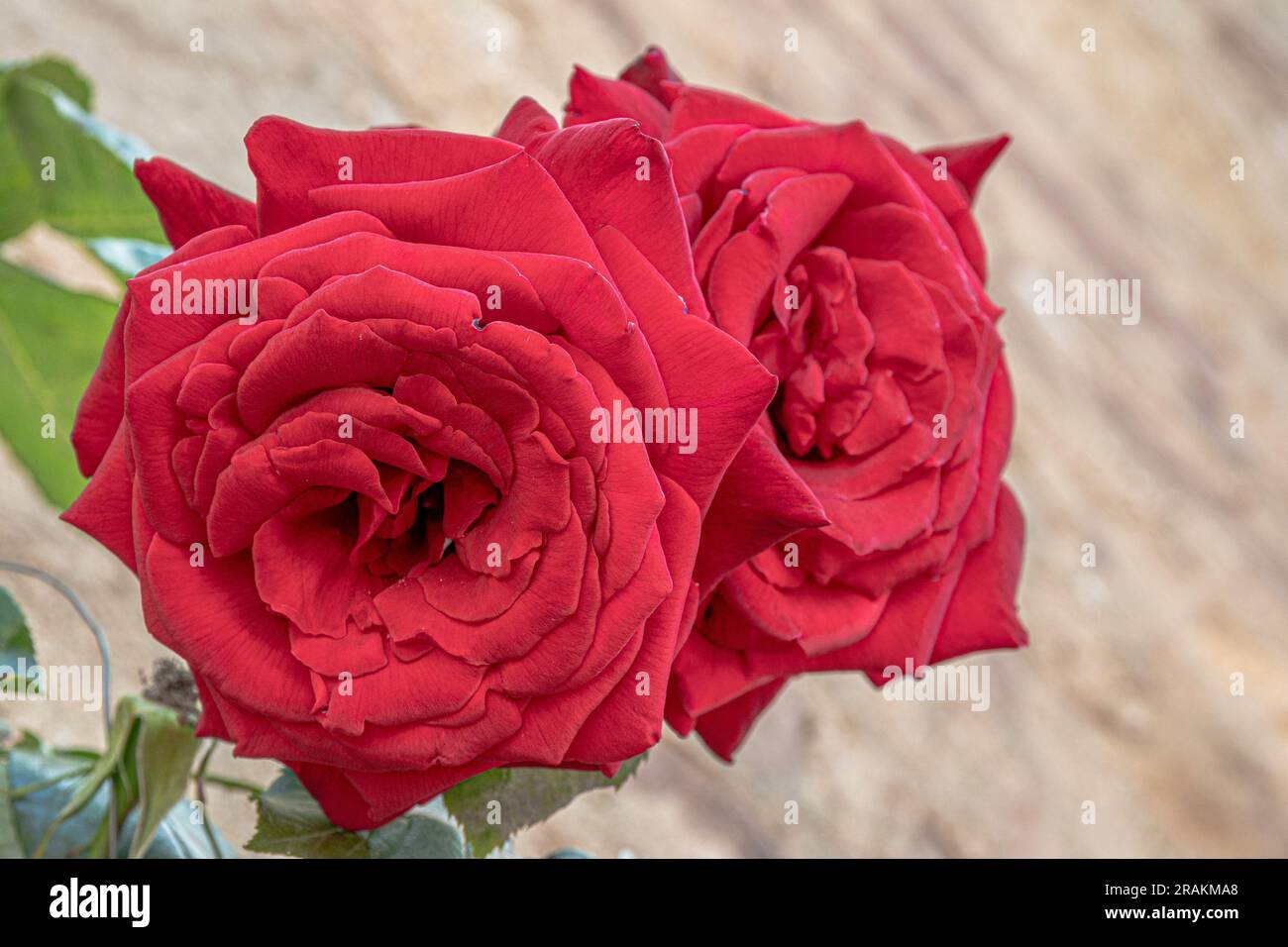 Rose in primo piano immagini e fotografie stock ad alta risoluzione - Alamy