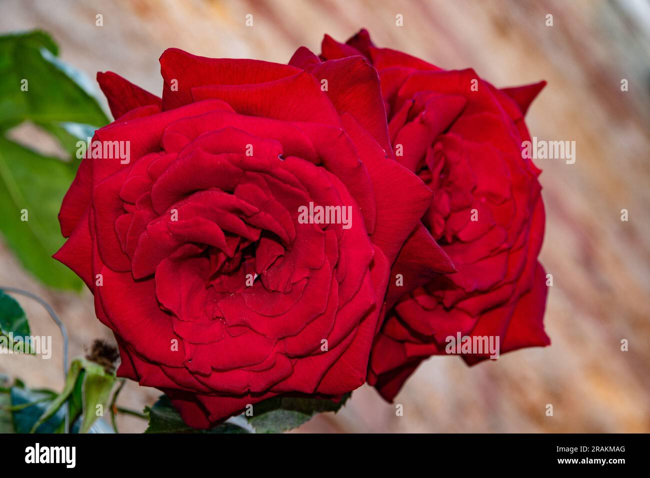 Rose in primo piano immagini e fotografie stock ad alta risoluzione - Alamy