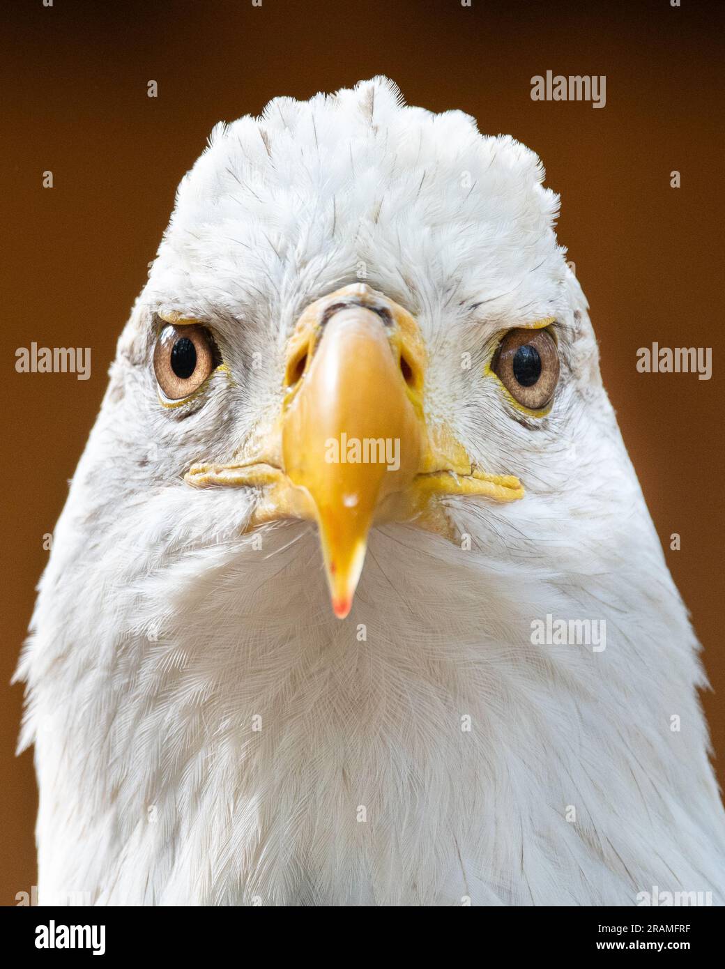 Primo piano di aquila calva immagini e fotografie stock ad alta ...