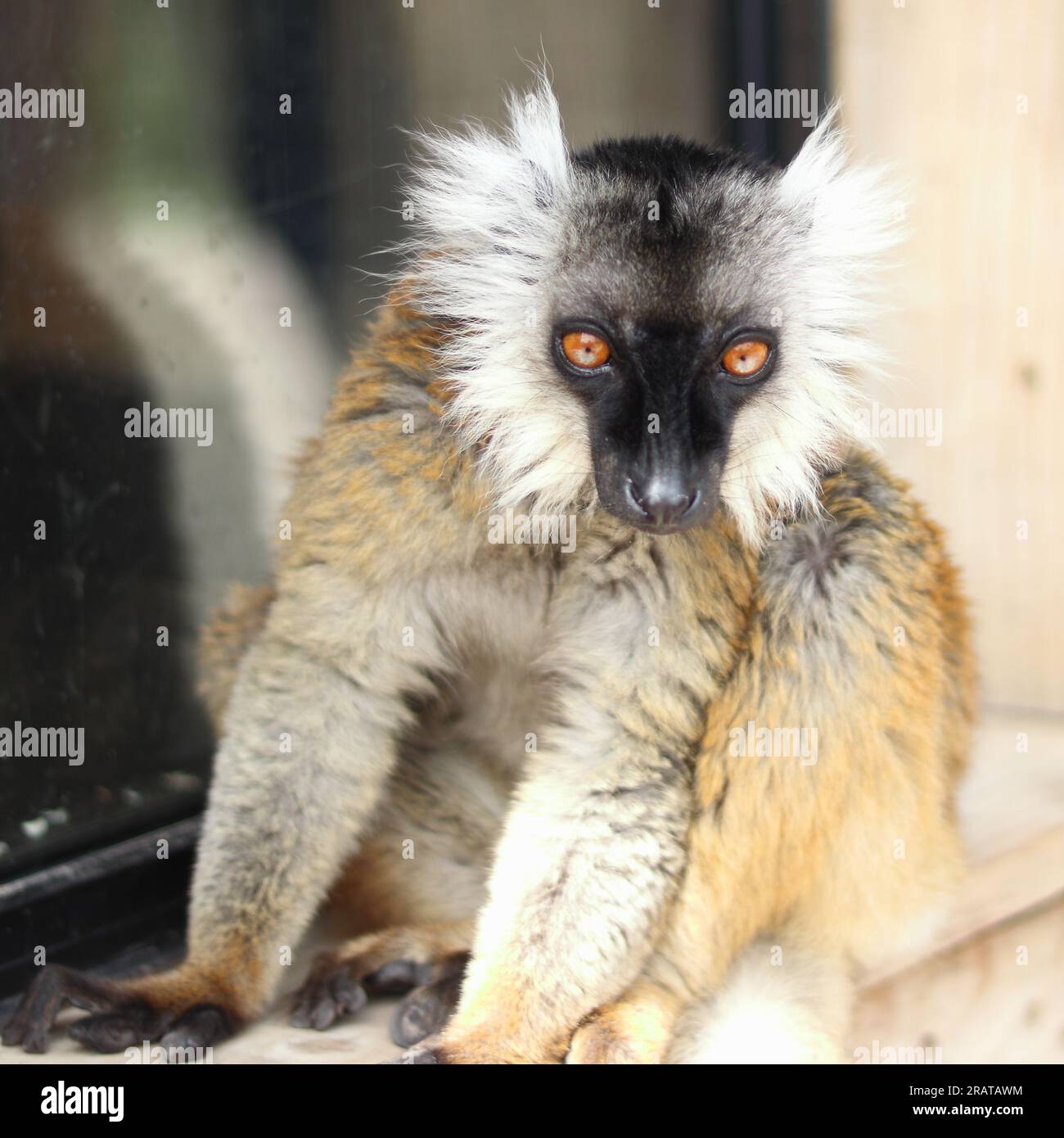Madagascar lemur immagini e fotografie stock ad alta risoluzione - Alamy