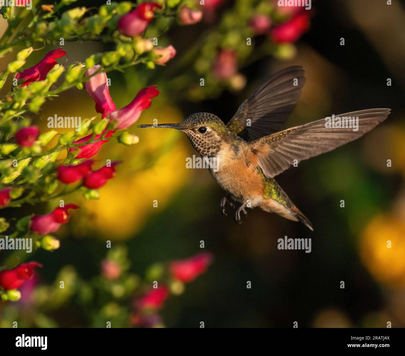 Lato anteriore di un colibrì a coda larga con ali sporgenti che si ...