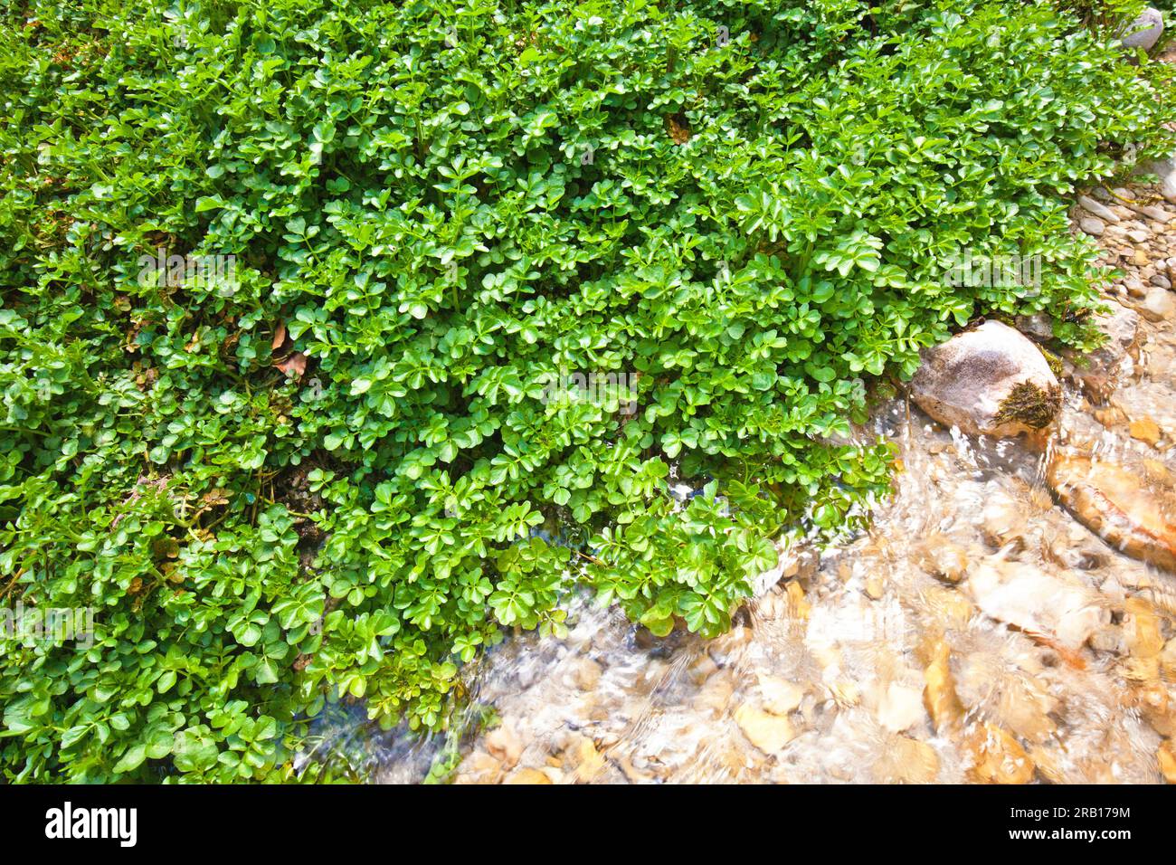 Crescione selvatico immagini e fotografie stock ad alta risoluzione - Alamy