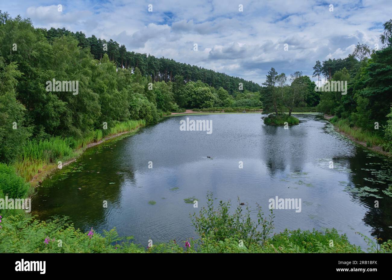 Cannock wood immagini e fotografie stock ad alta risoluzione - Alamy