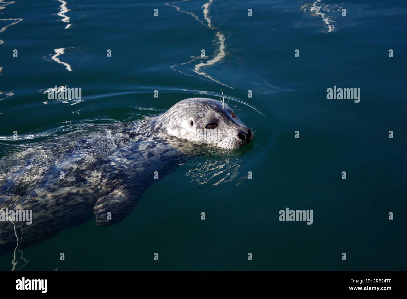 Una foca nuota dentro immagini e fotografie stock ad alta risoluzione ...