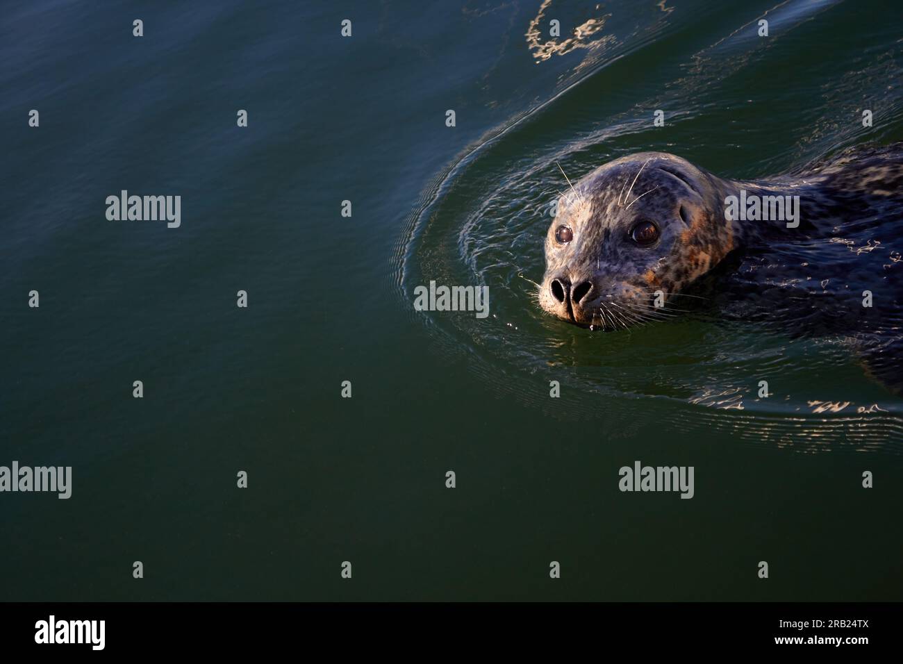 Una foca nuota dentro immagini e fotografie stock ad alta risoluzione ...