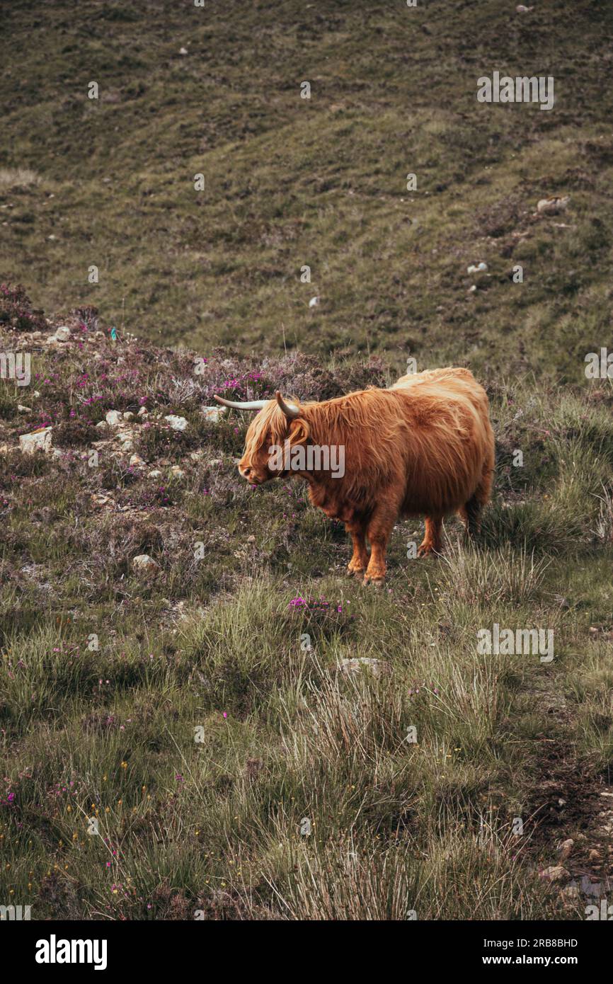 Mucca con le corna immagini e fotografie stock ad alta risoluzione - Alamy