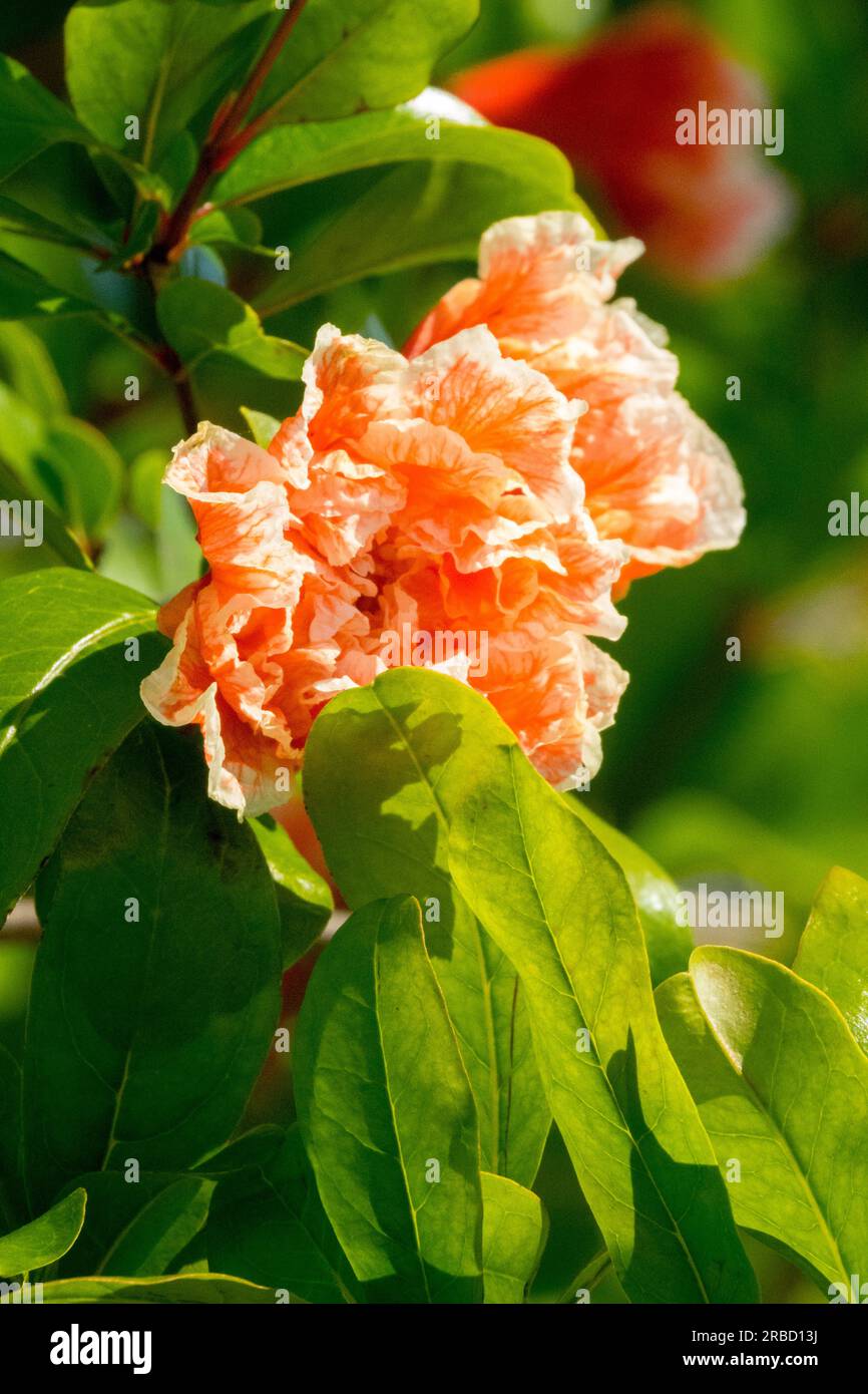Fiori di punica granatum immagini e fotografie stock ad alta ...