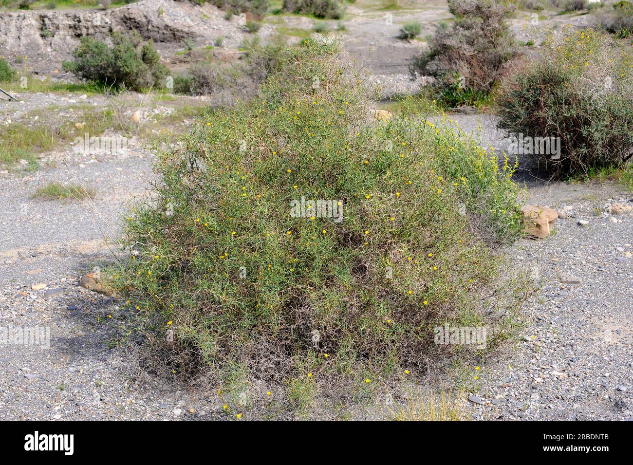 Originario dell'africa sud orientale immagini e fotografie stock ad ...
