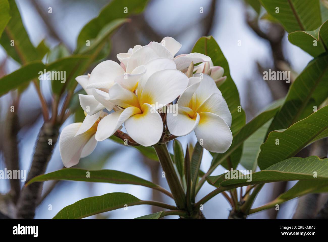 Piante pianta fiori fiori immagini e fotografie stock ad alta ...