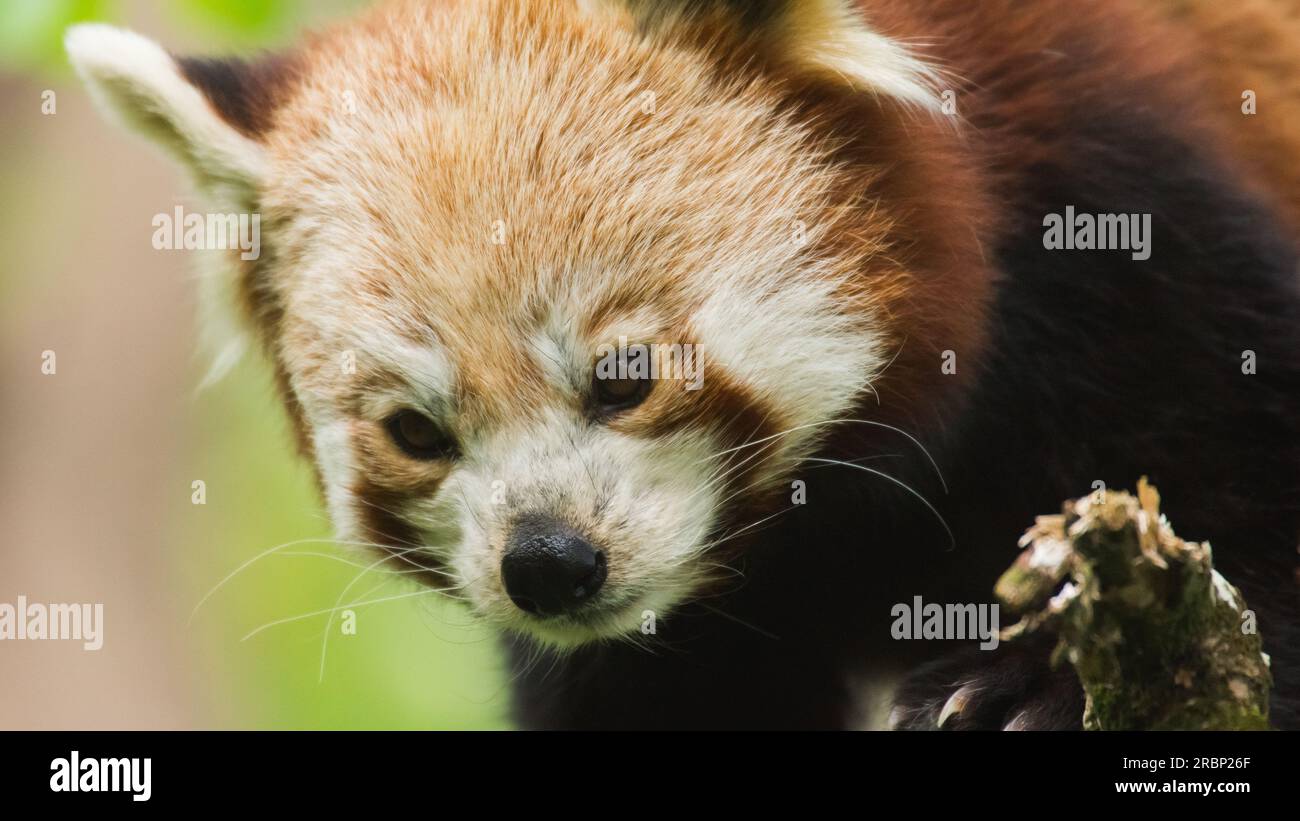 Faccia da panda rosso immagini e fotografie stock ad alta risoluzione ...