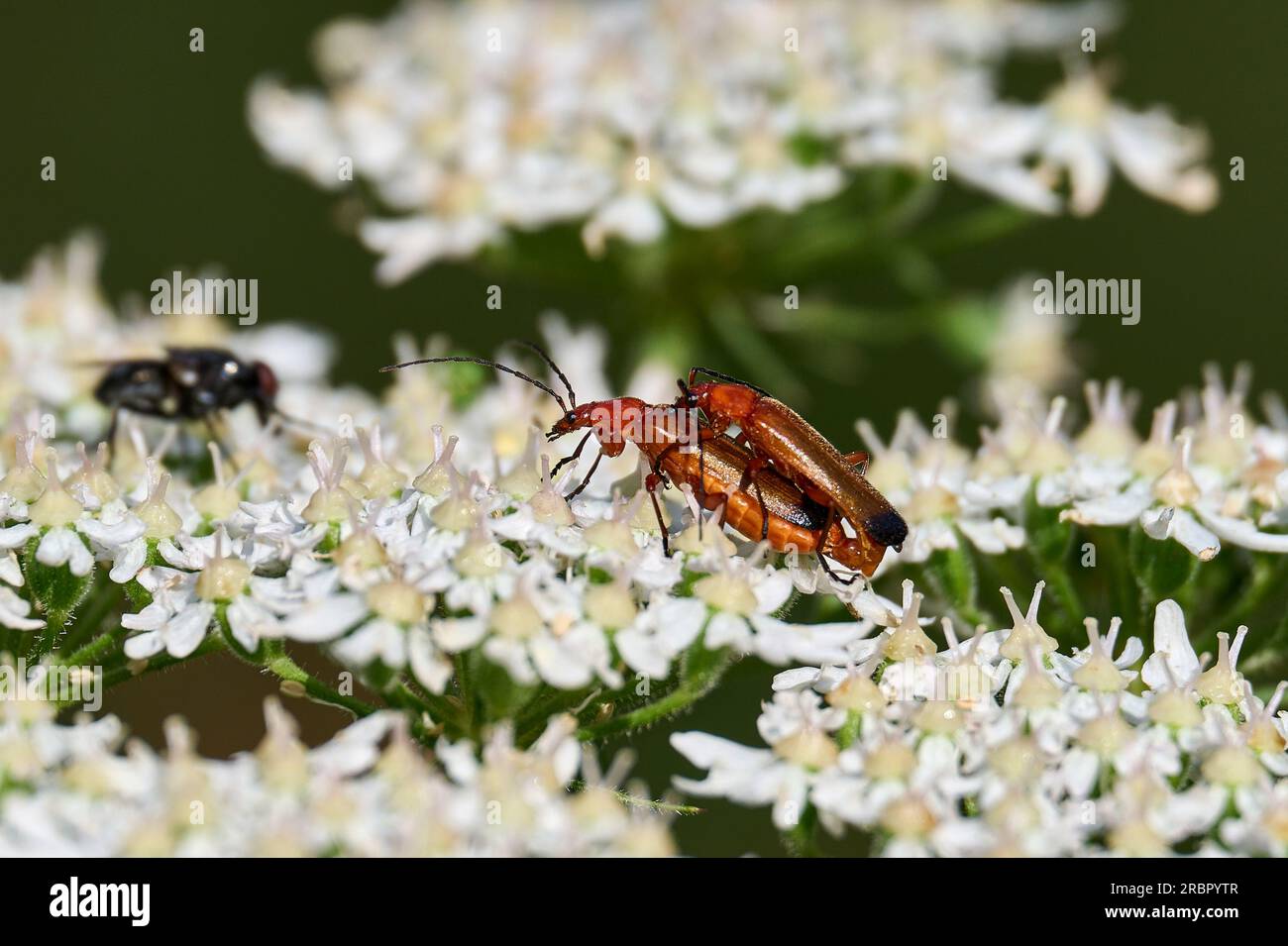 Coppia di comuni coleotteri soldato rosso accoppiamento immagini e ...