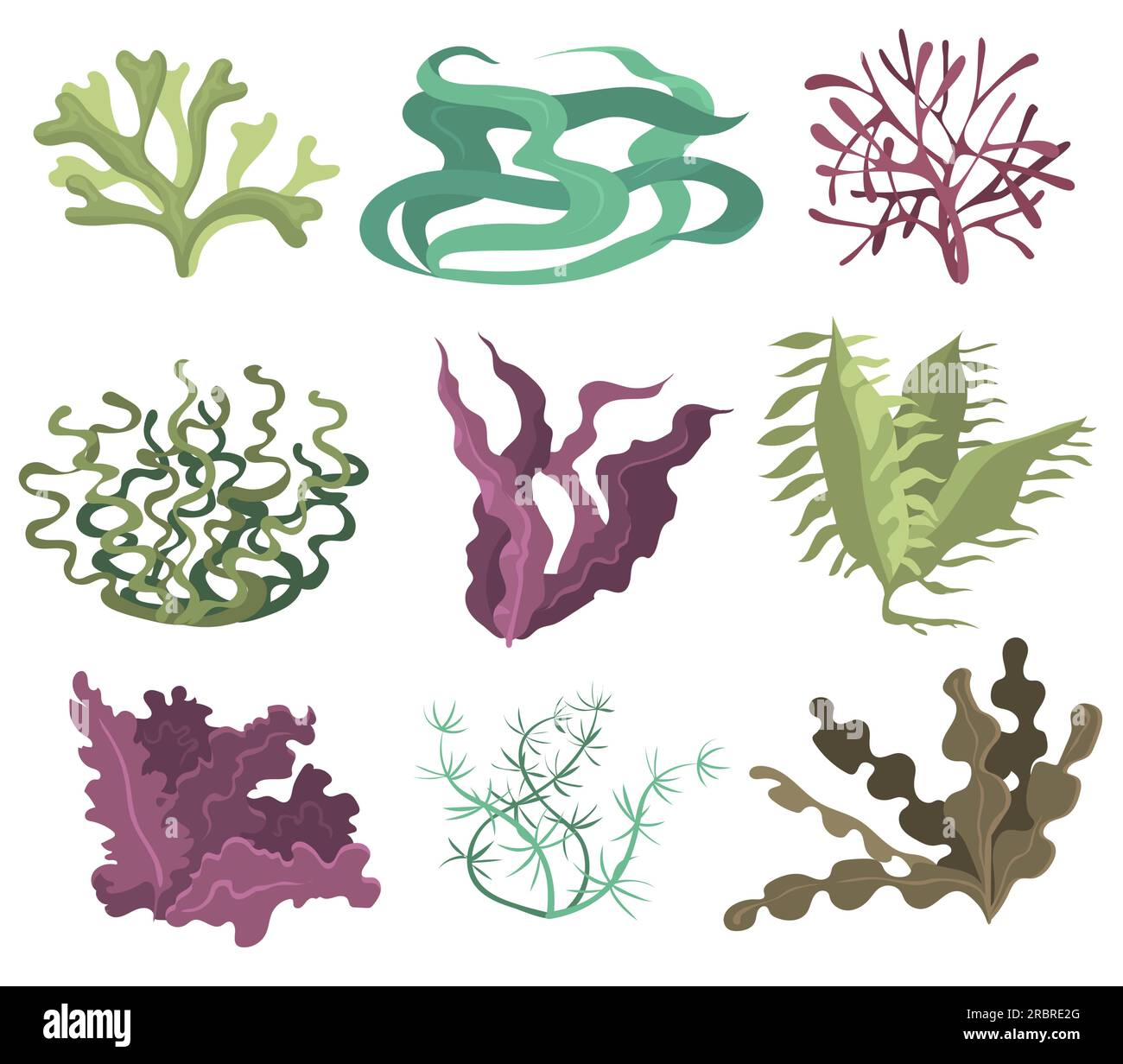 Alghe brune Immagini Vettoriali Stock - Alamy