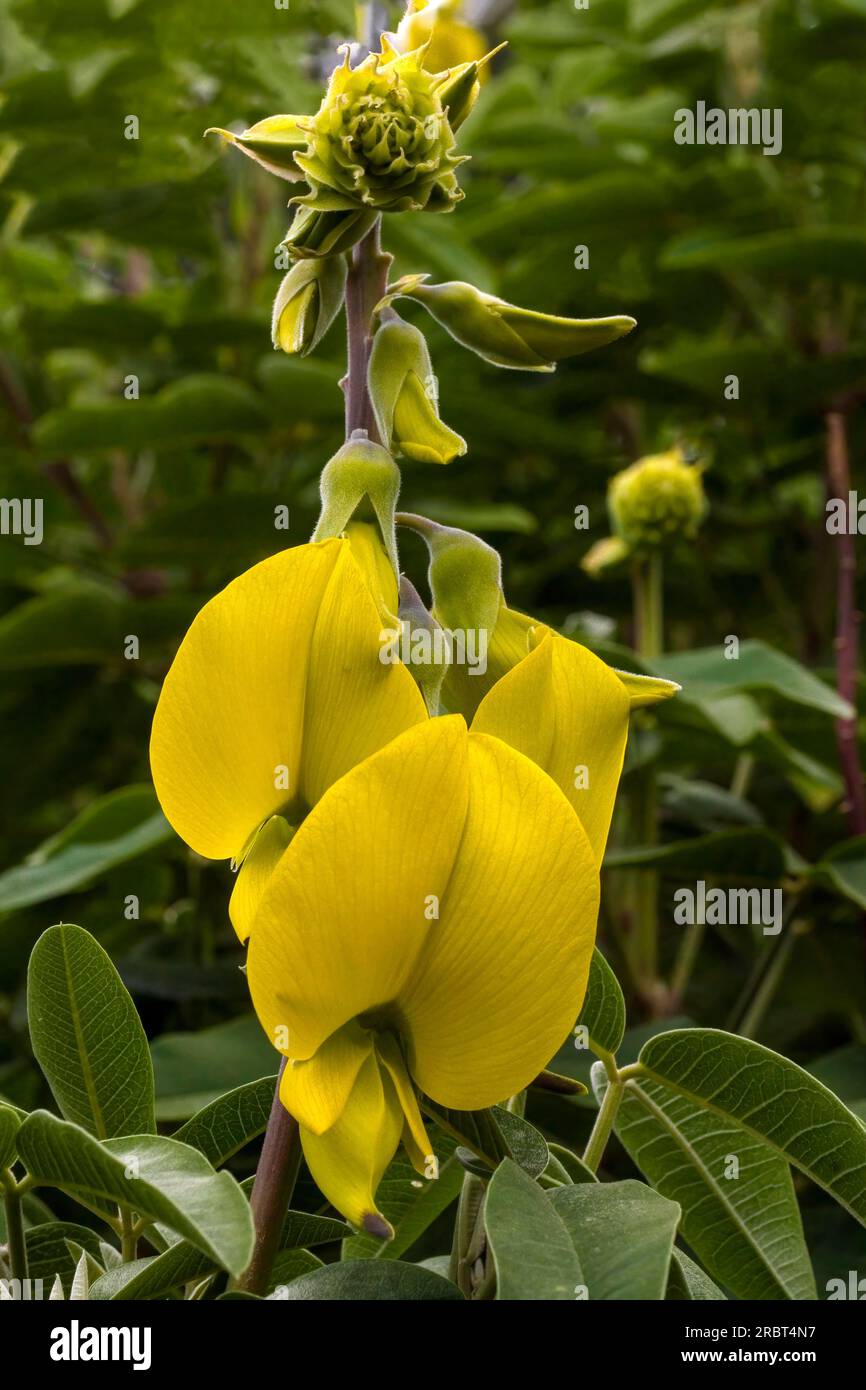 Madras canapa immagini e fotografie stock ad alta risoluzione - Alamy