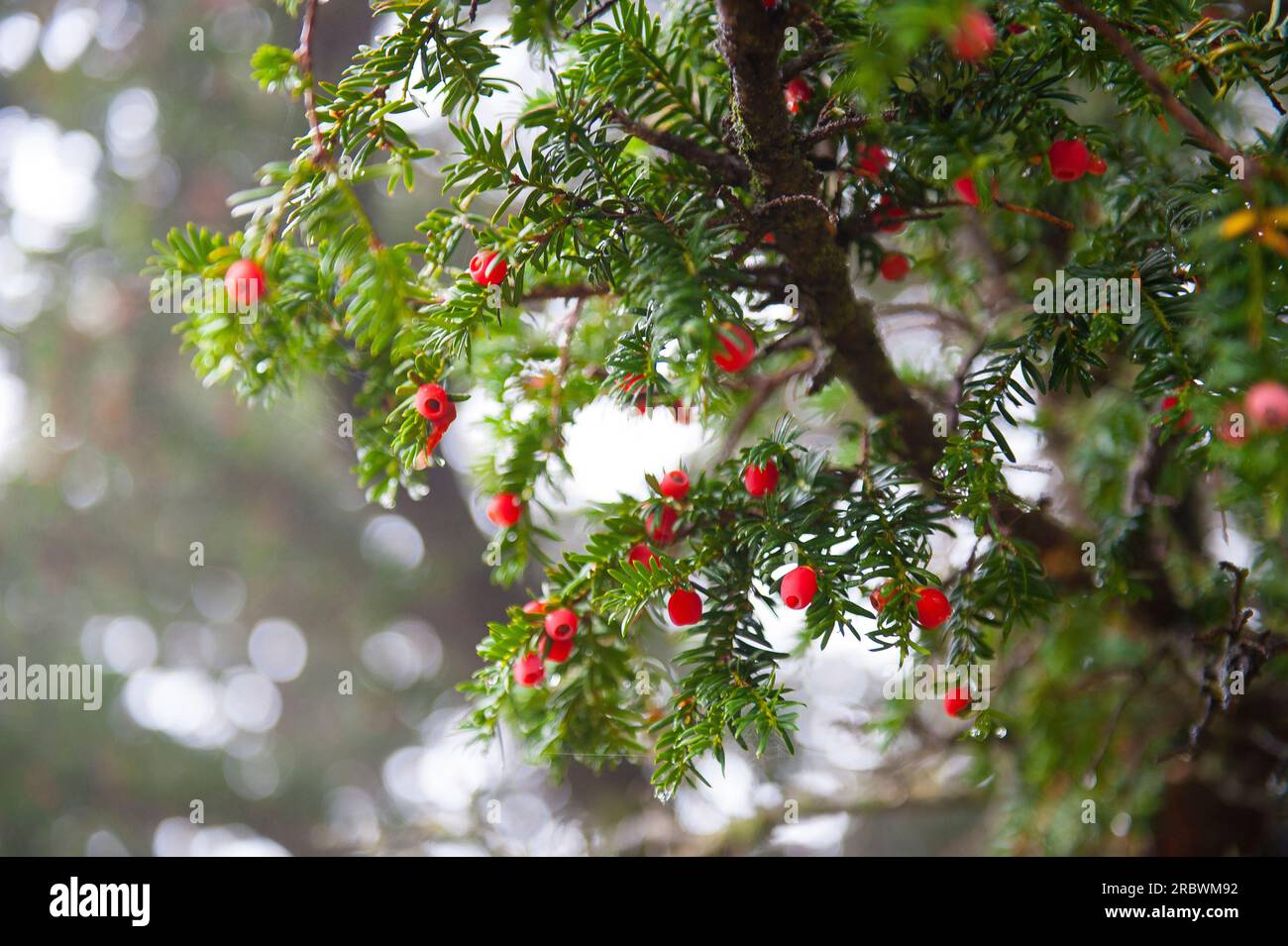 Tasso albero italia immagini e fotografie stock ad alta risoluzione - Alamy