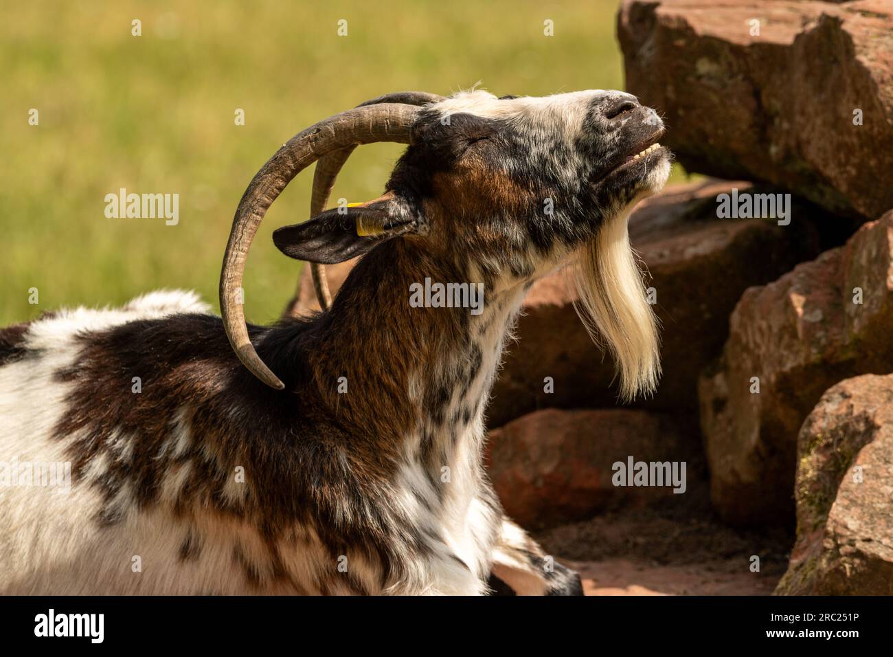 Capra con orecchie naturali immagini e fotografie stock ad alta ...