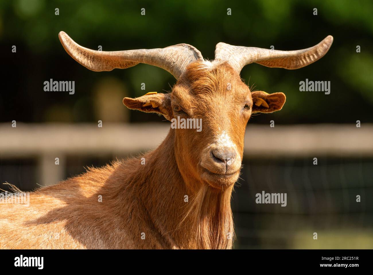 Capra con orecchie naturali immagini e fotografie stock ad alta ...