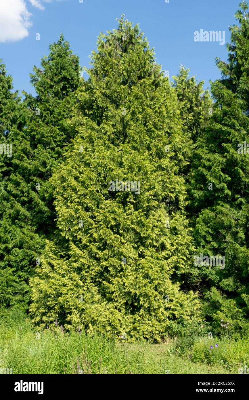 Western red cedar tree immagini e fotografie stock ad alta risoluzione ...
